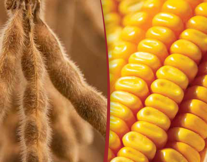 PRIDE Seeds - Bark Communications